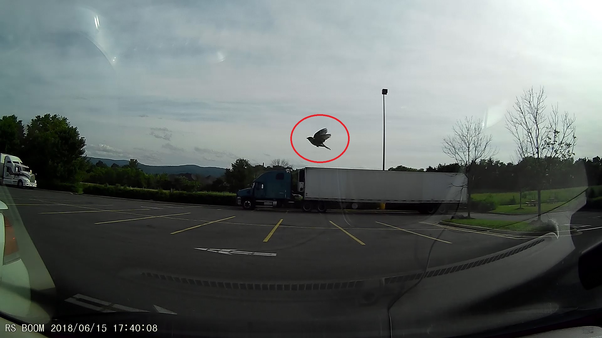 More Bird Dash Cam – Sarah Rose Genari