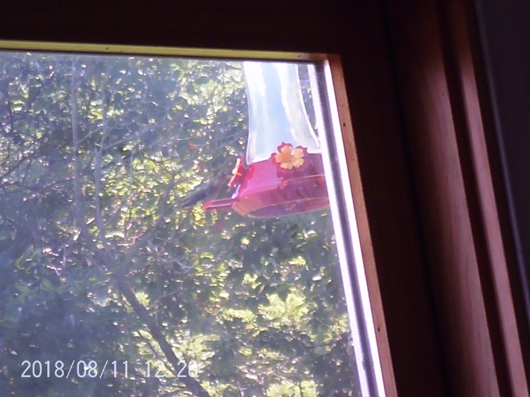 Hummingbird Feeder – Sarah Rose Genari