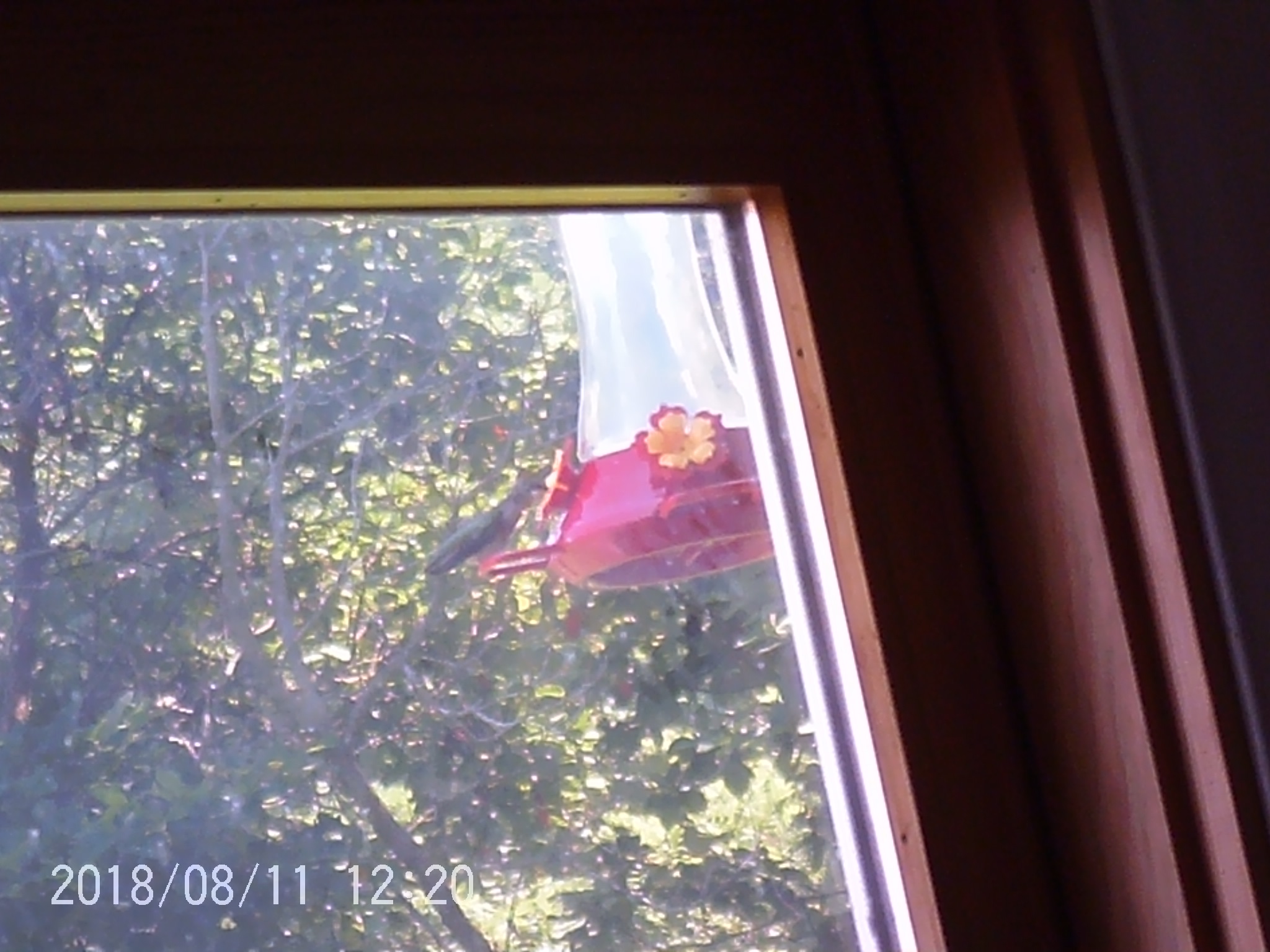 Hummingbird Feeder – Sarah Rose Genari