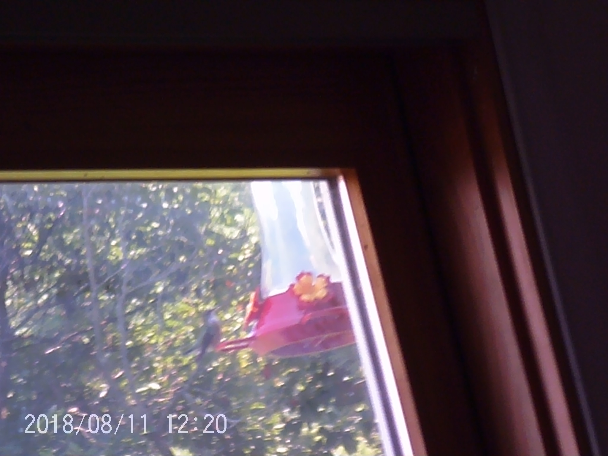 Hummingbird Feeder – Sarah Rose Genari