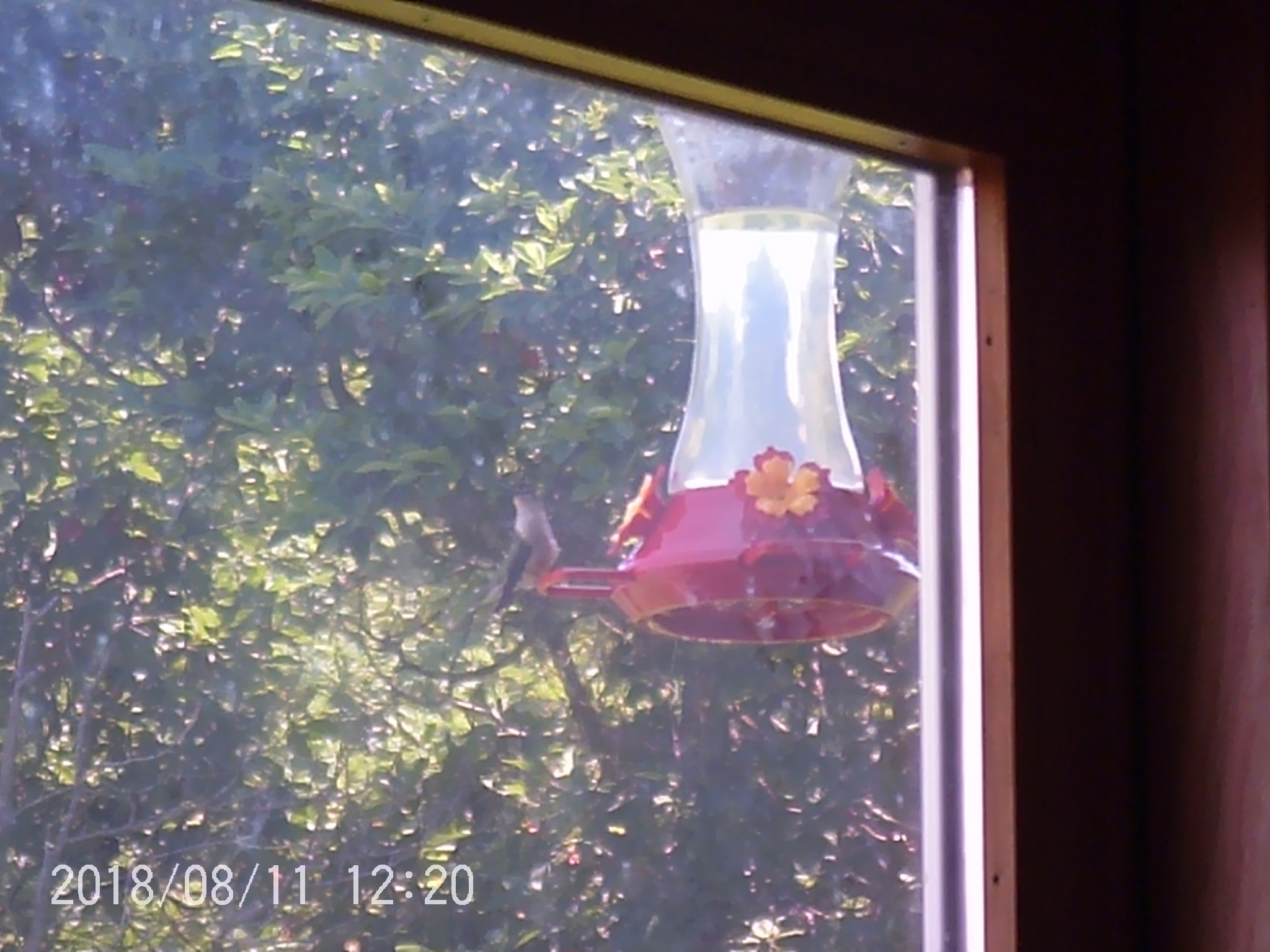 Hummingbird Feeder – Sarah Rose Genari