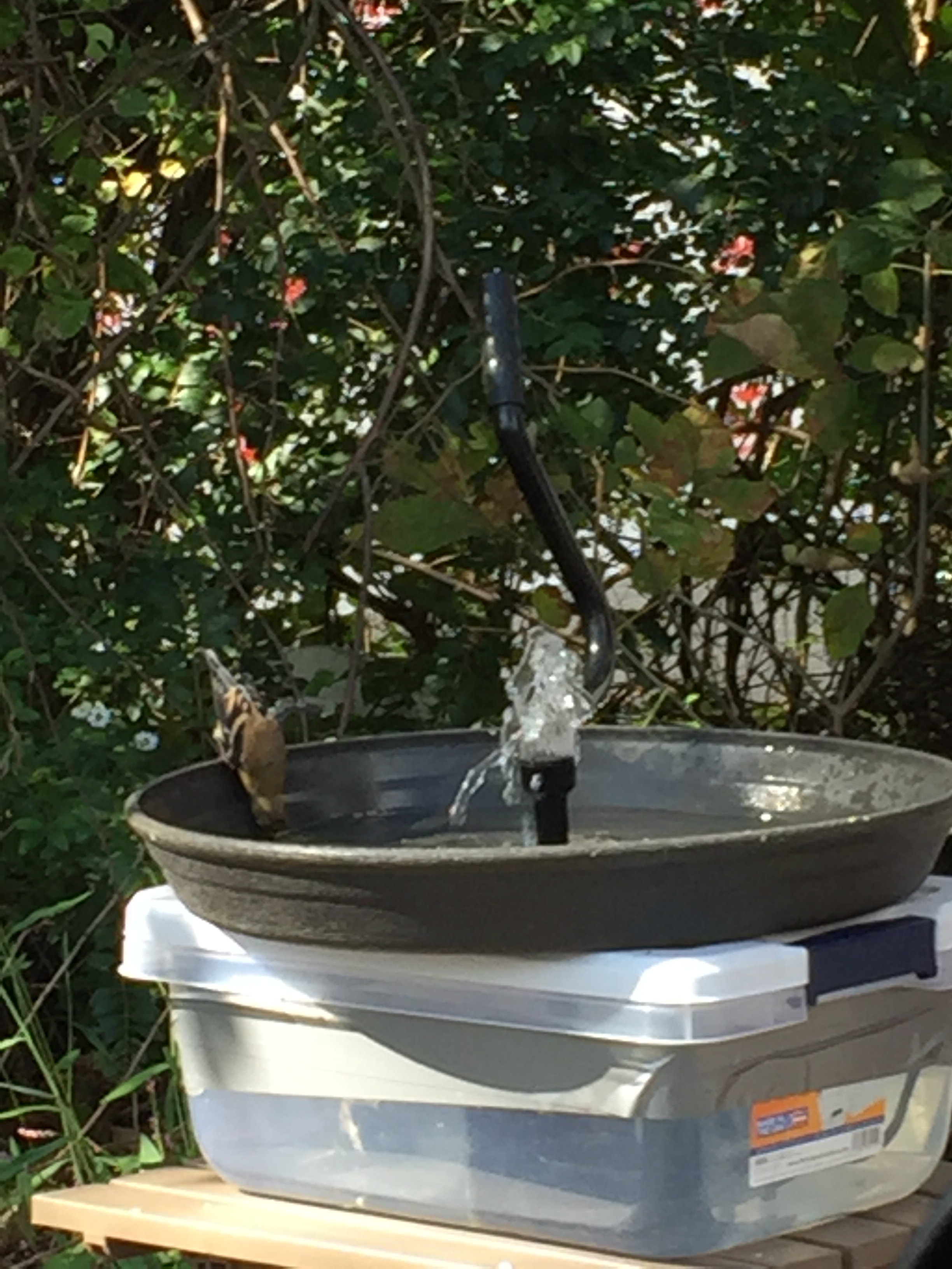 DIY Birdbath for under $40 – Sarah Rose Genari