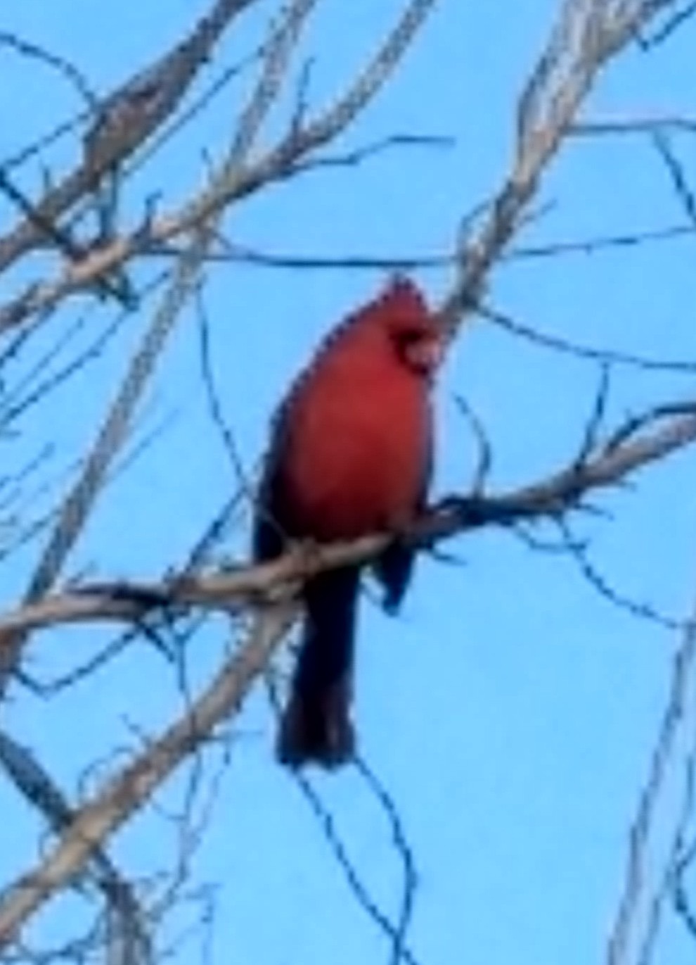 More Cardinals – Sarah Rose Genari