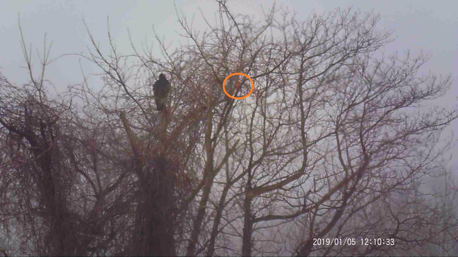 Turkey Vulture and Cardinal – Sarah Rose Genari