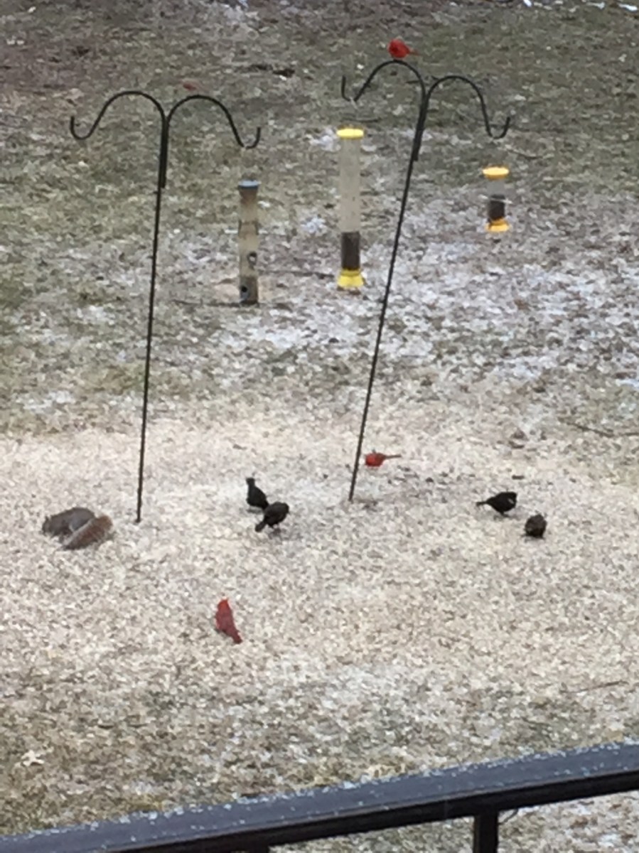 A Backstory, The Birds and Saint Francis – Sarah Rose Genari