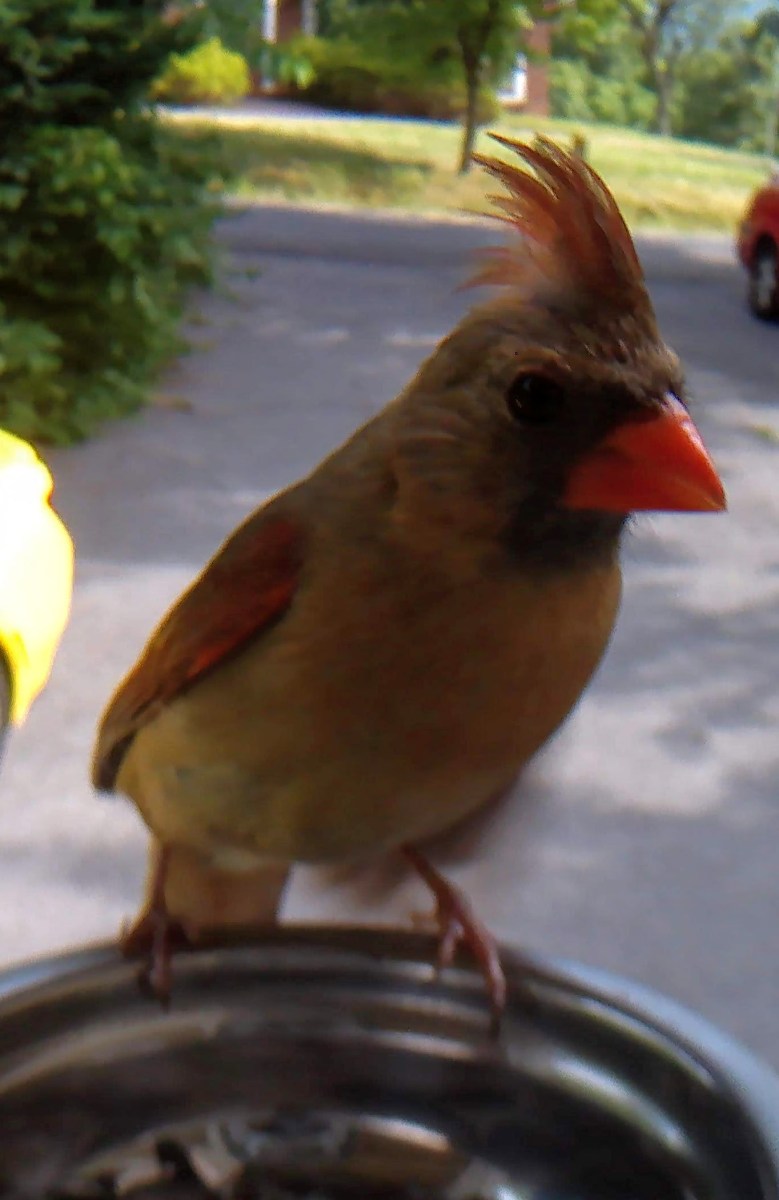 Bird Photos – Sarah Rose Genari