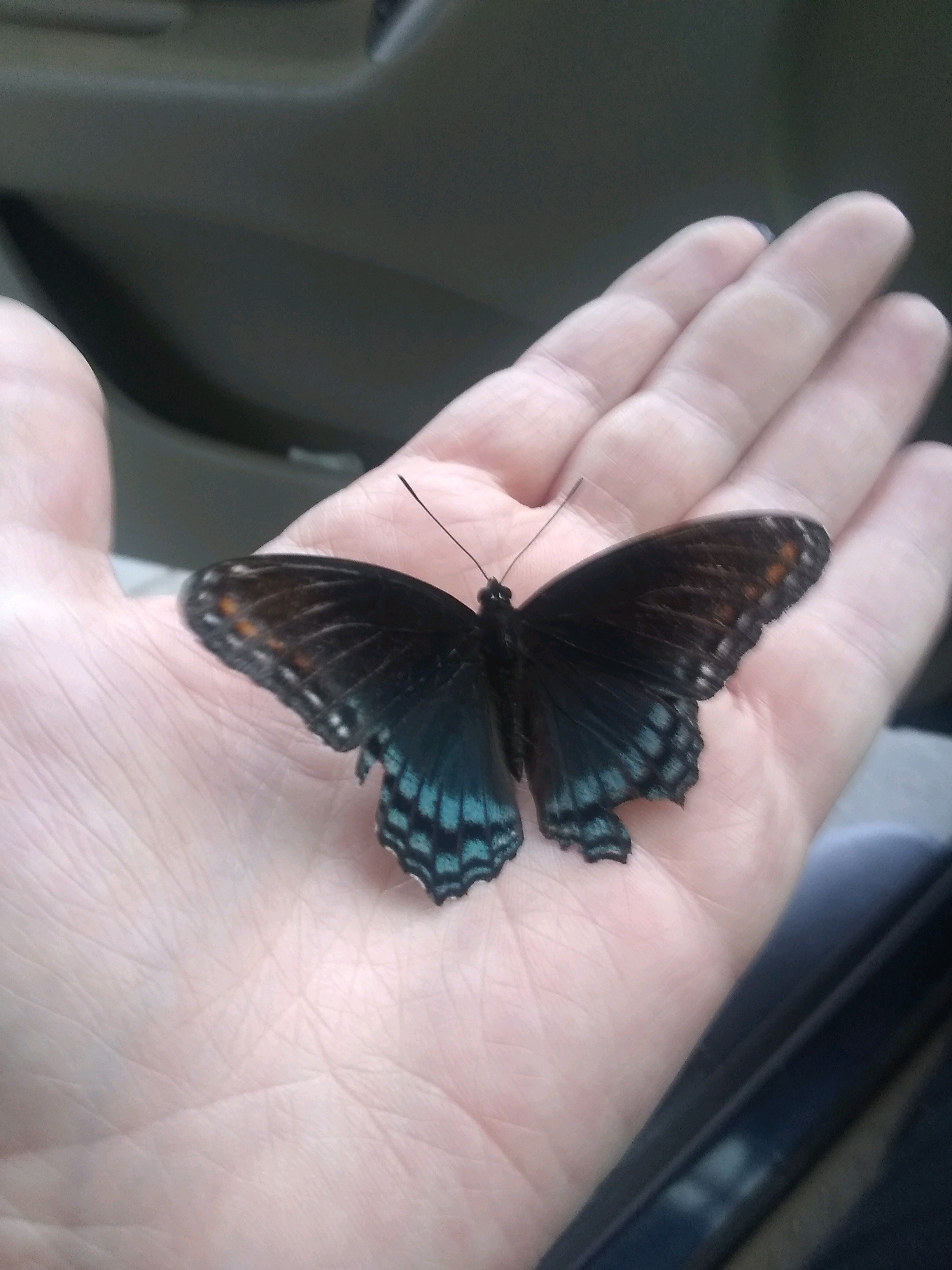 Butterfly Hitchhiker – Sarah Rose Genari