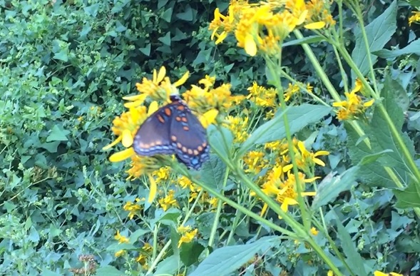 Butterfly Hitchhiker – Sarah Rose Genari