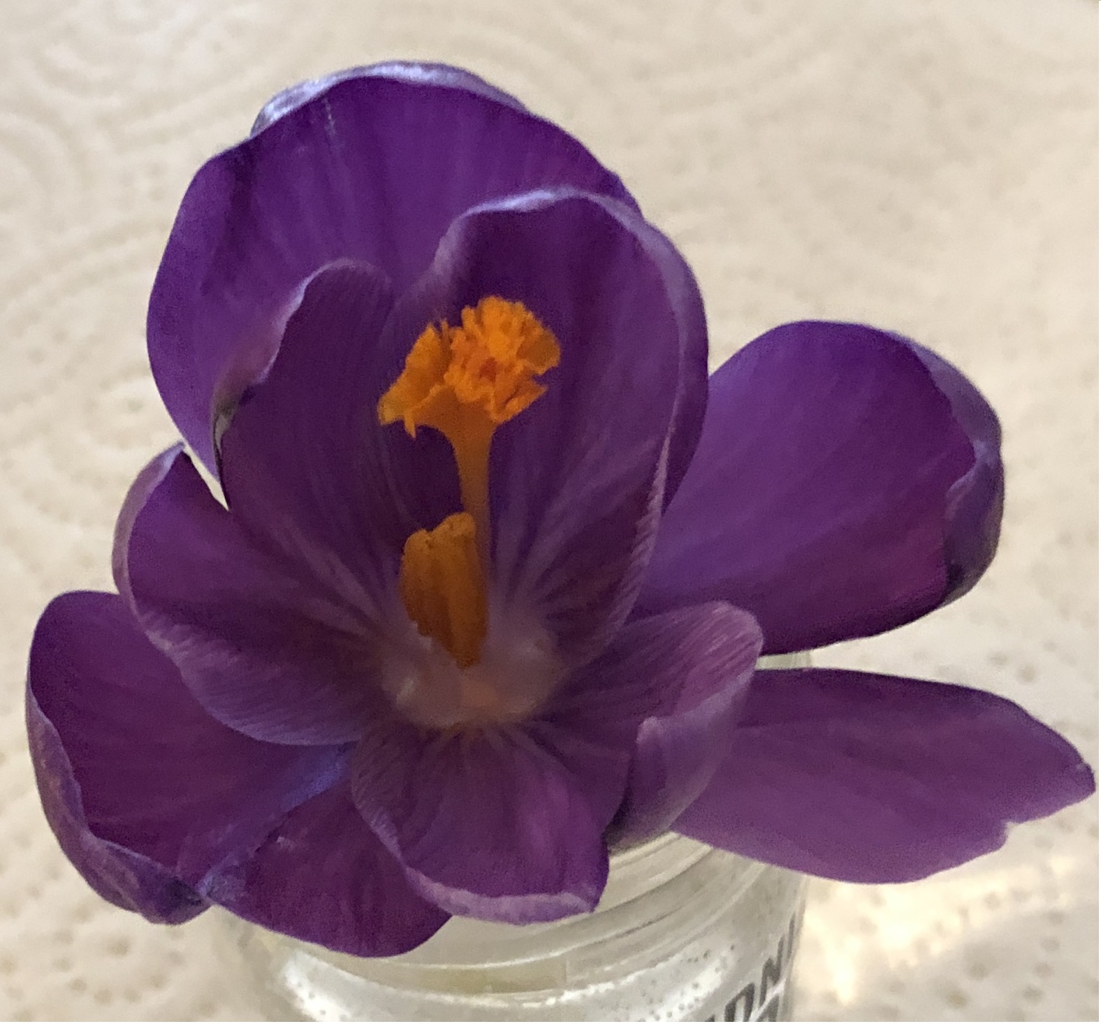 The Purple Flower – Sarah Rose Genari