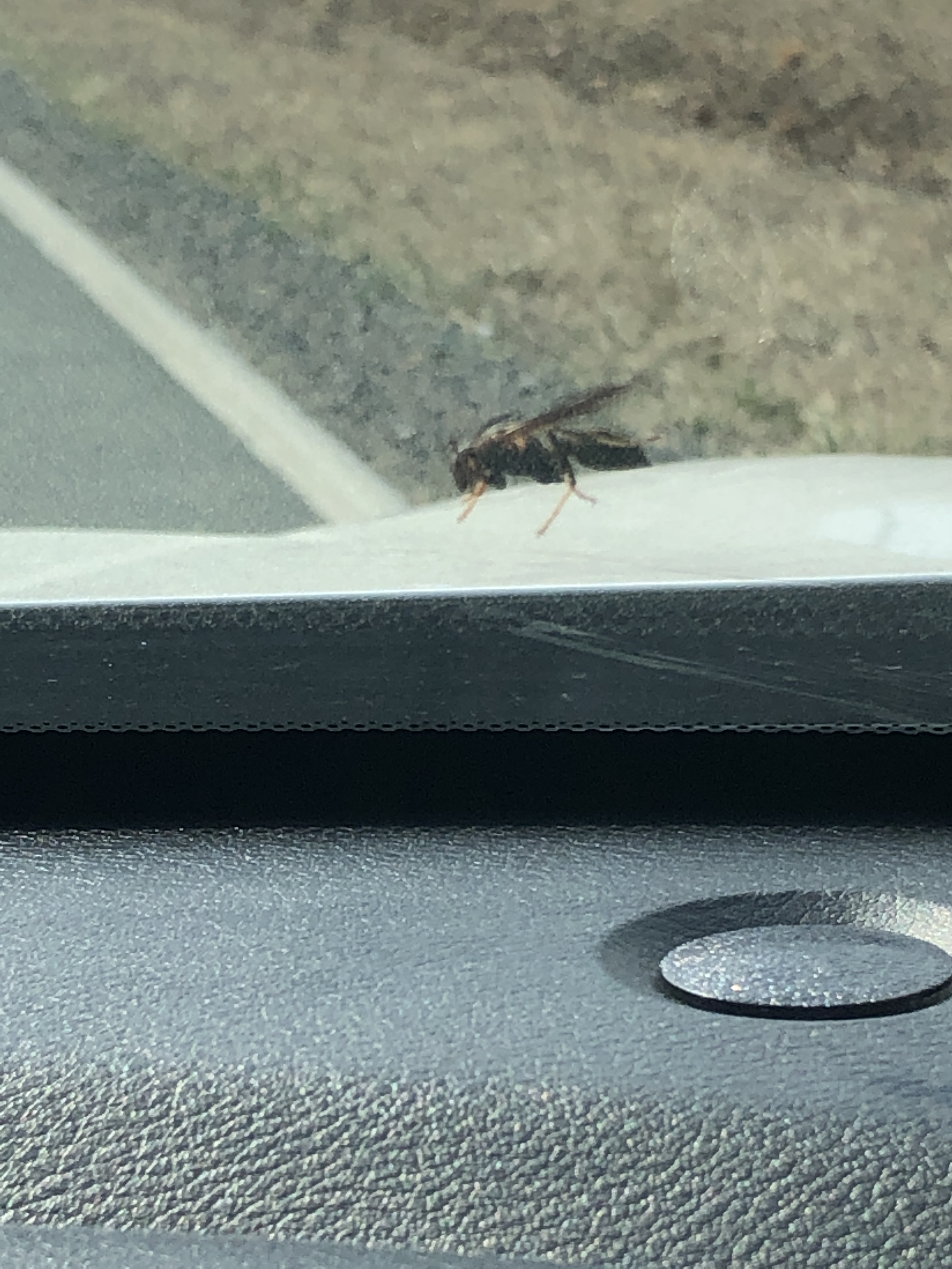 A Ride Along Wasp – Sarah Rose Genari